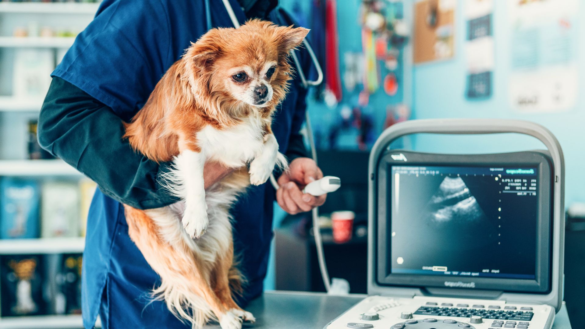 Pet Ultrasound In Crystal Lake, IL | AMC Of Crystal Lake