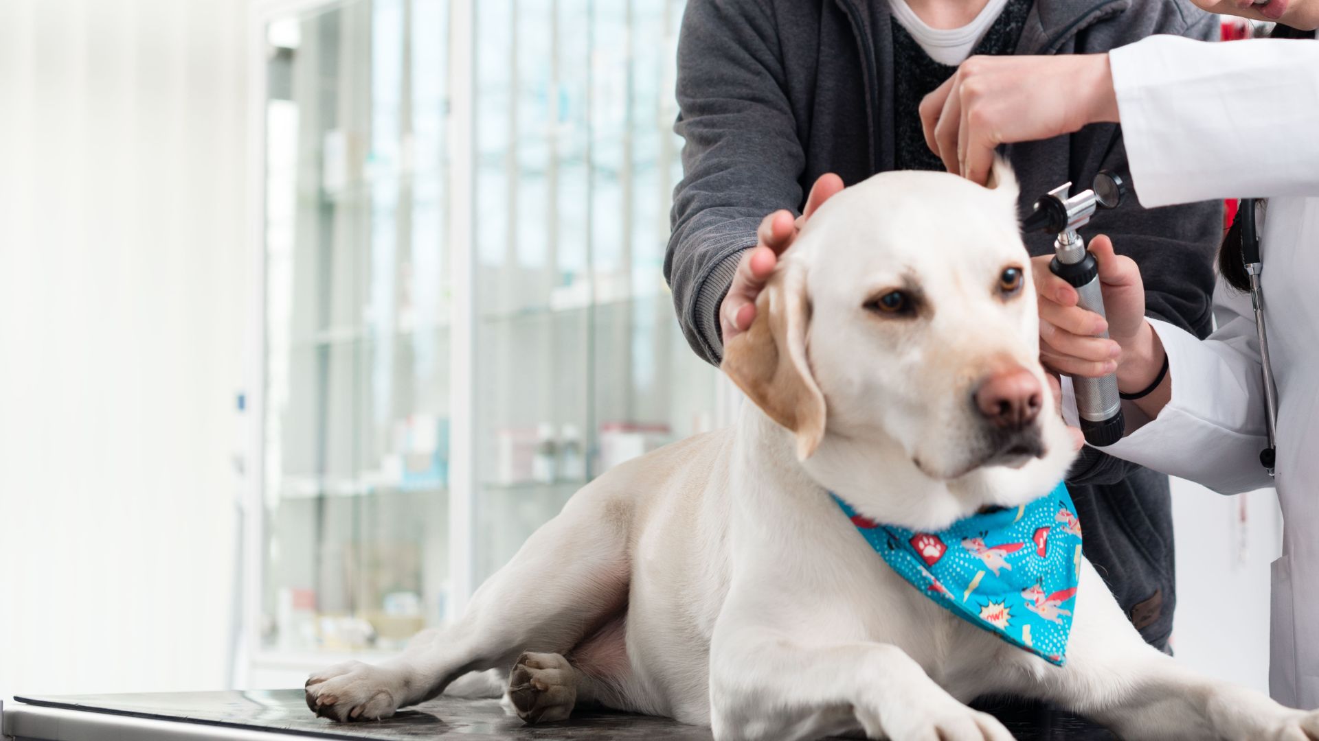 Pet Skin & Ear Cytologies In Crystal Lake, IL | AMC Of Crystal Lake