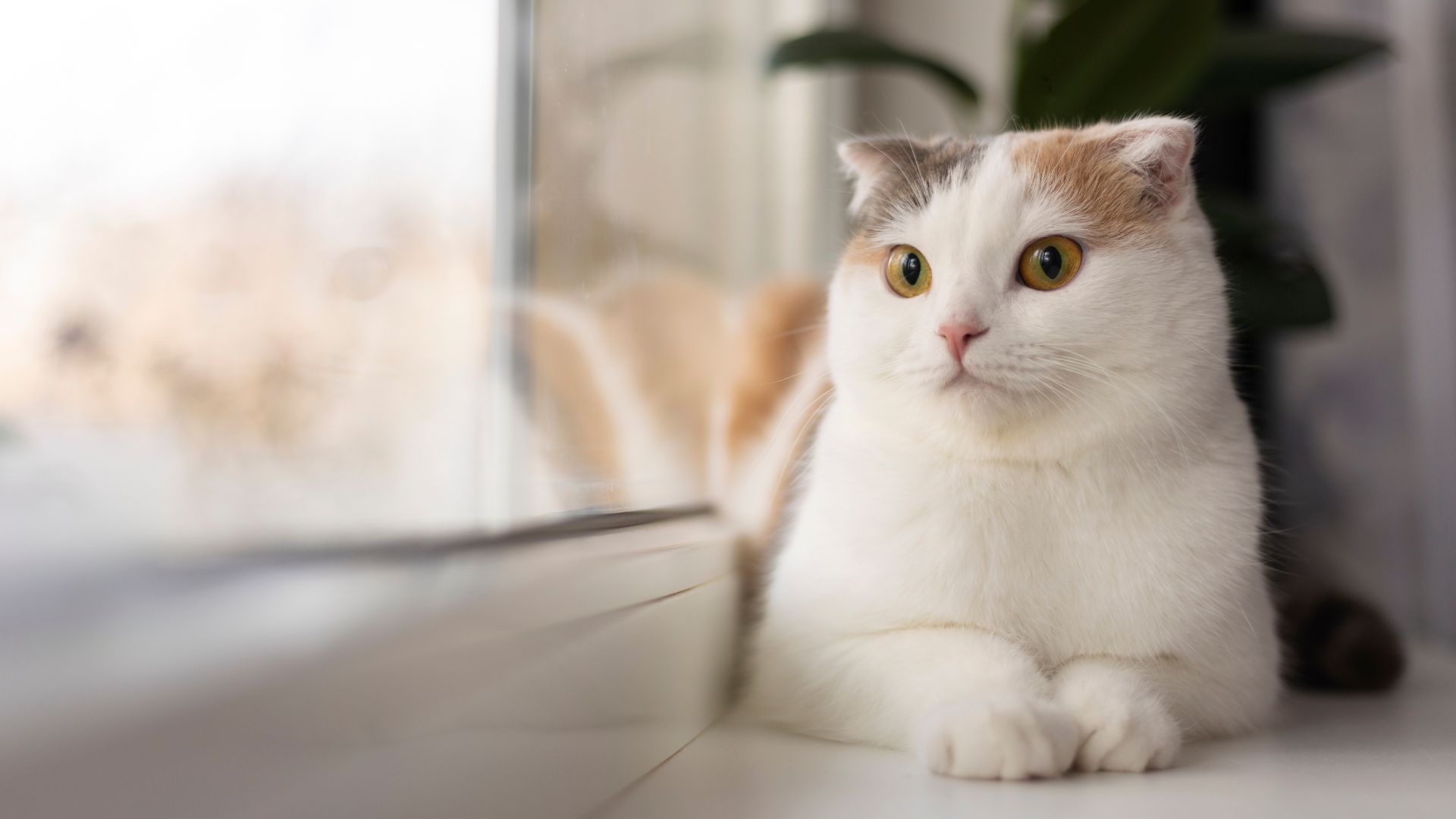 Pet Rehabilitation In Crystal Lake, IL | AMC Of Crystal Lake