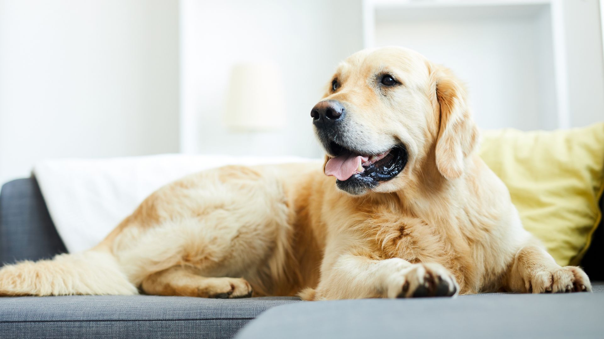 Crystal Lake, IL Veterinary Jobs | AMC Of Crystal Lake