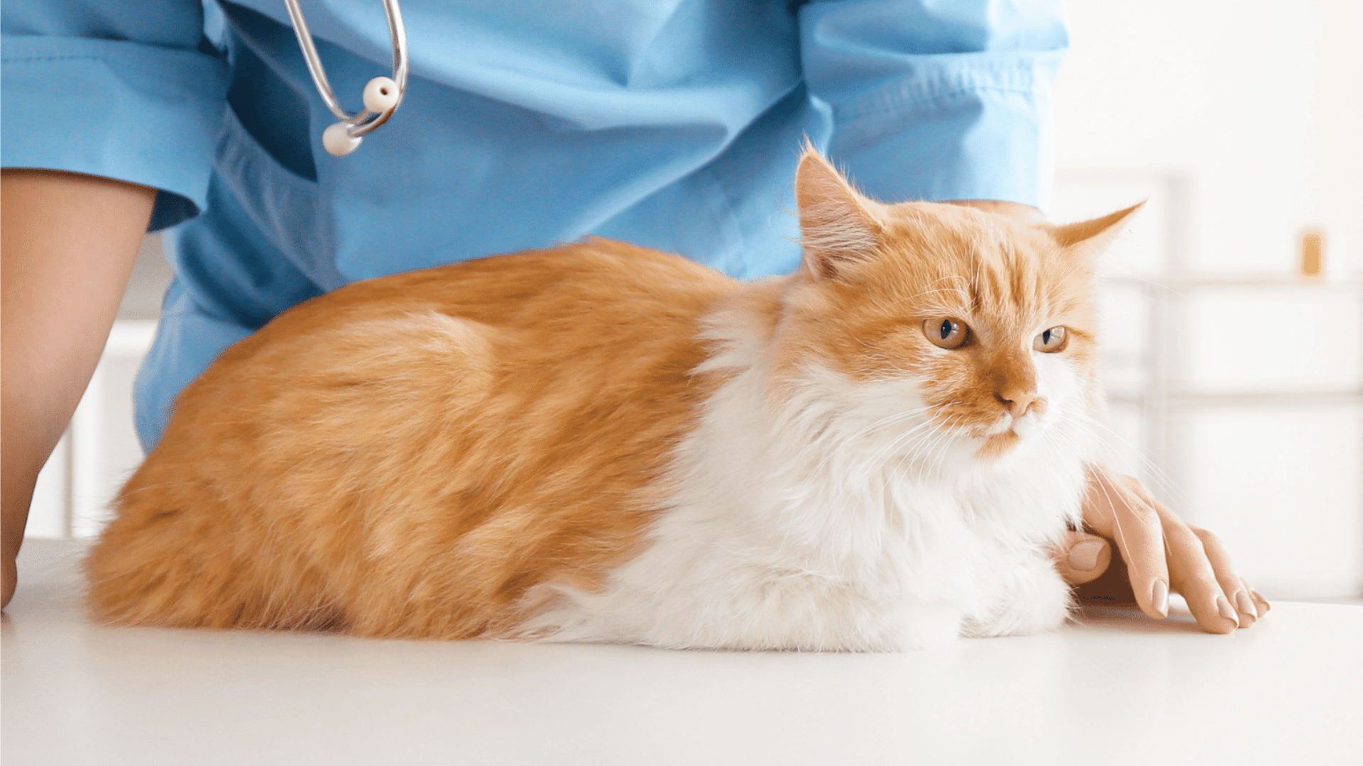 Pet Spay & Neuter In Crystal Lake, IL | AMC Of Crystal Lake