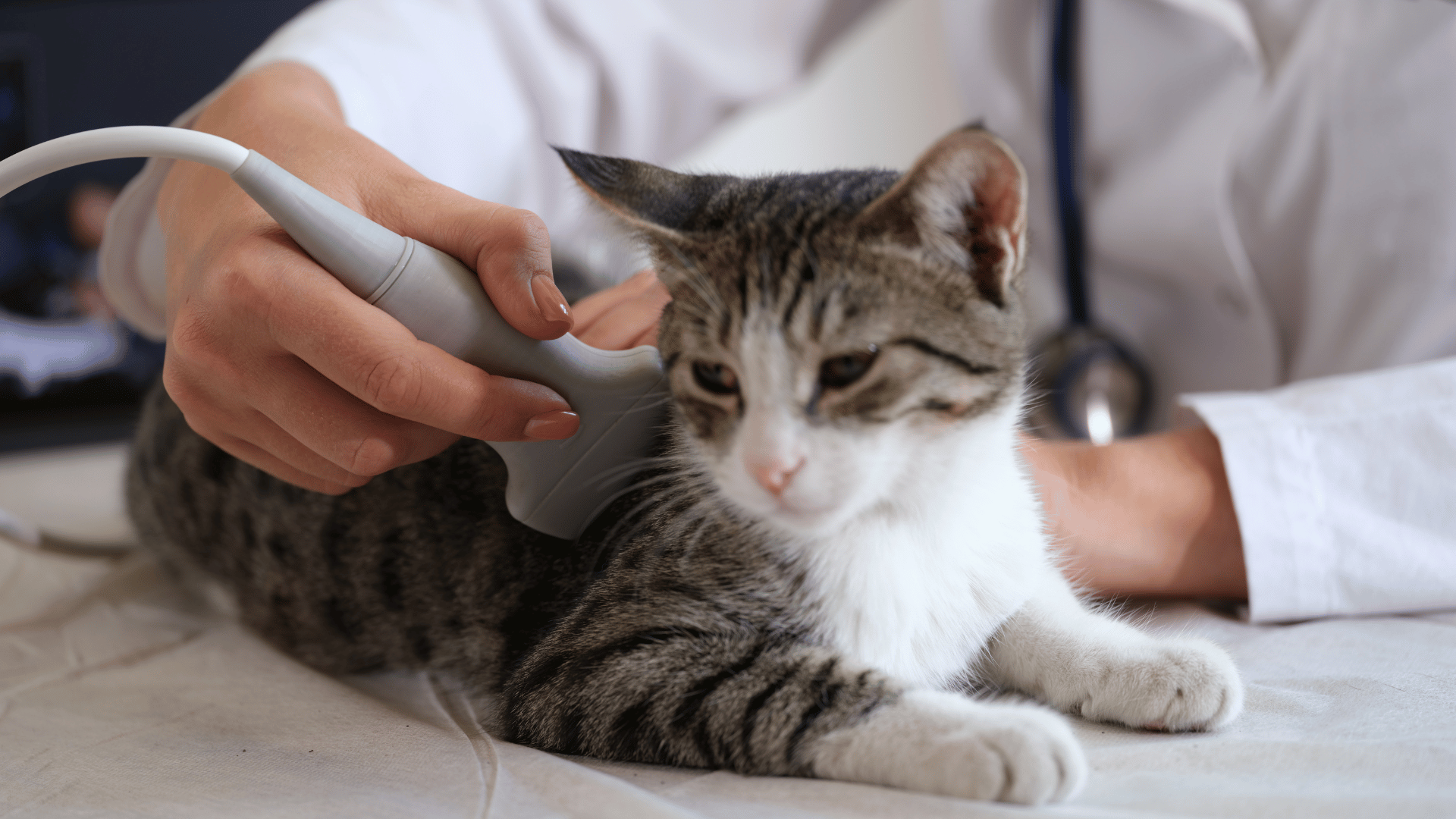 Pet Therapeutic Ultrasound In Crystal Lake, IL | AMC Of Crystal Lake
