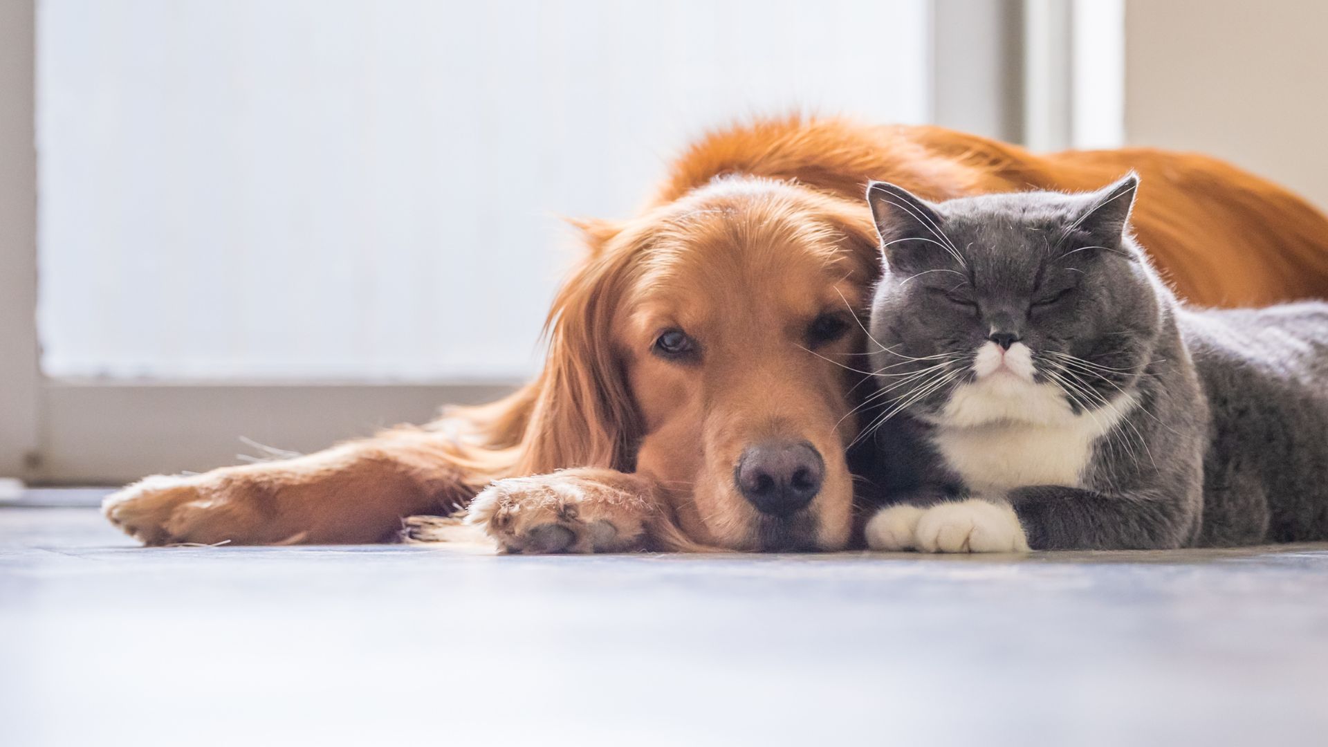 The Animal Medical Center Of Crystal Lake AAHA Member