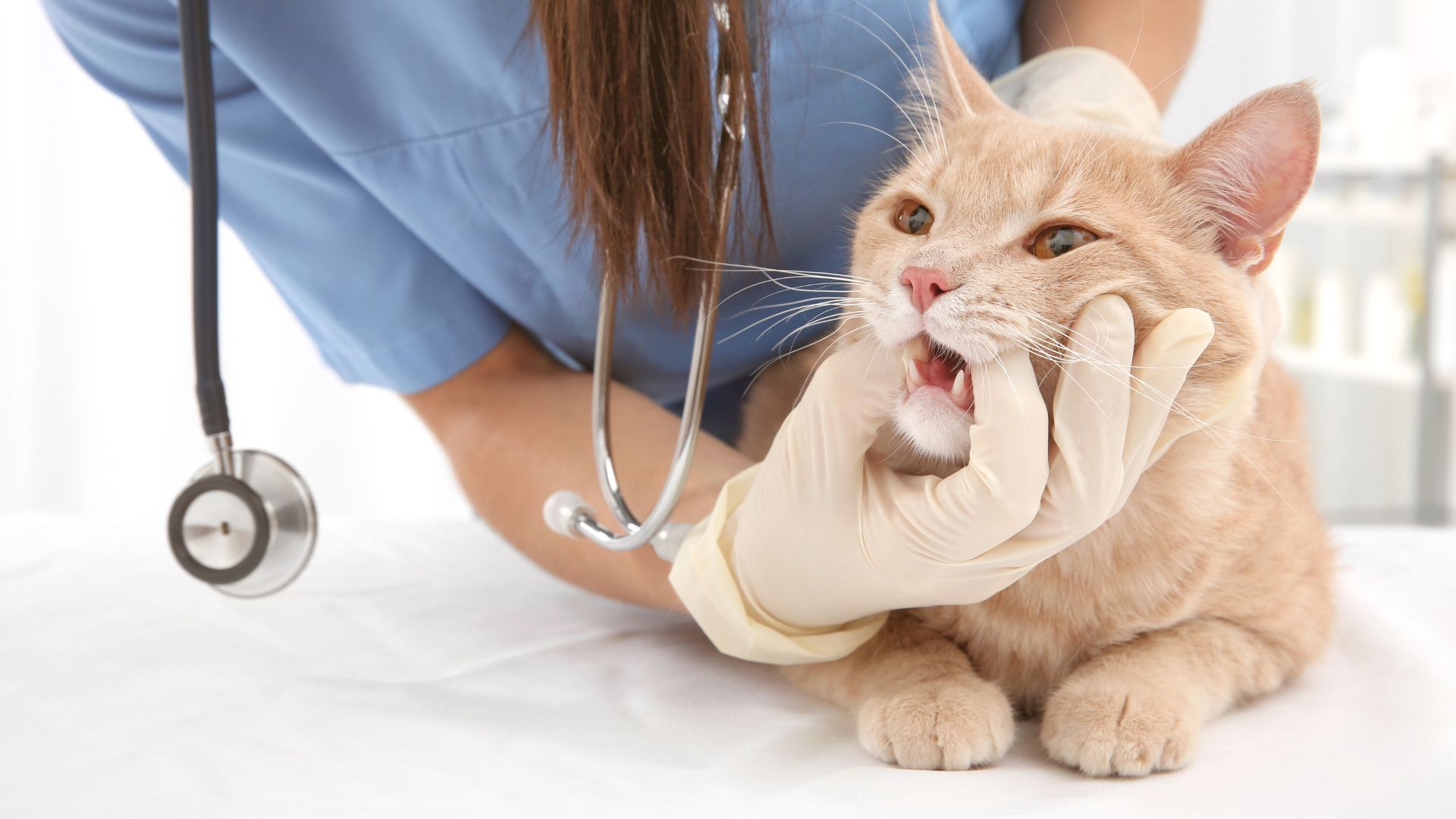 Pet Oral Growth Removal In Crystal Lake, IL | AMC Of Crystal Lake