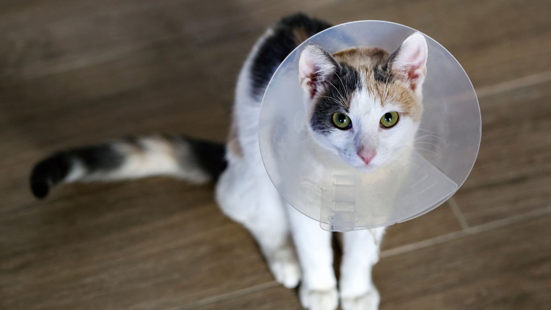 Pet Soft Tissue Surgery In Crystal Lake, IL | AMC Of Crystal Lake