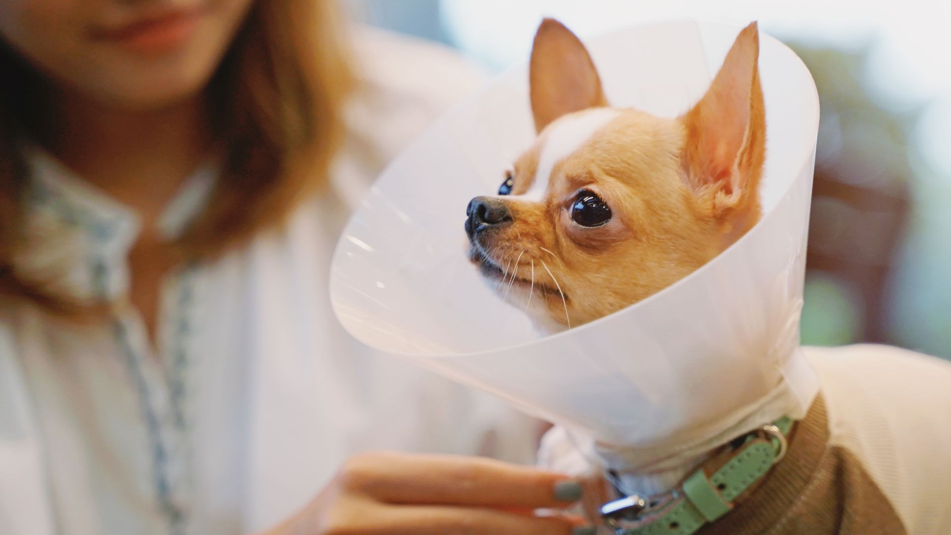 Pet Surgery In Crystal Lake, IL | Animal Medical Center