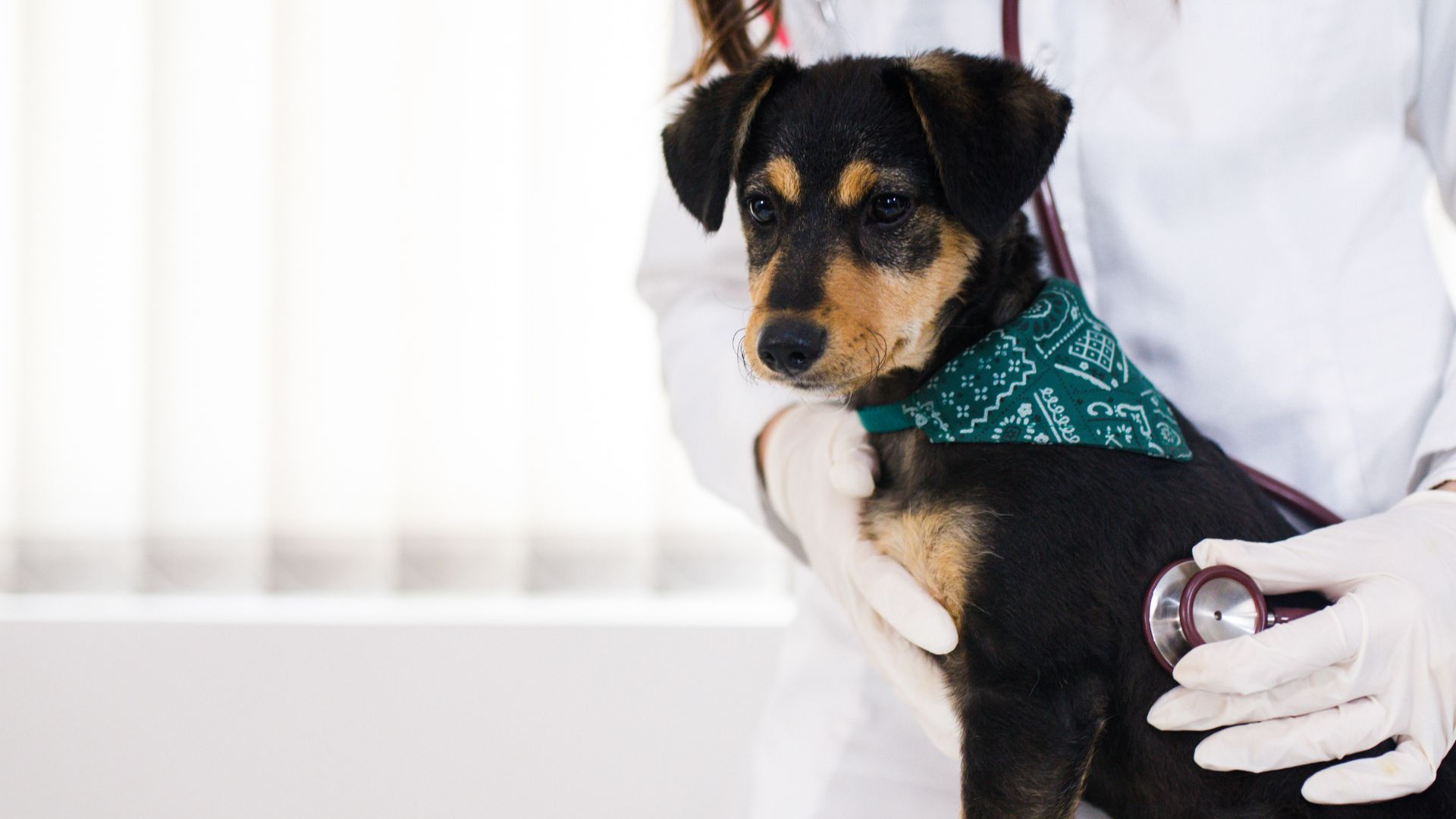 Pet Urinalysis In Crystal Lake, IL | AMC Of Crystal Lake